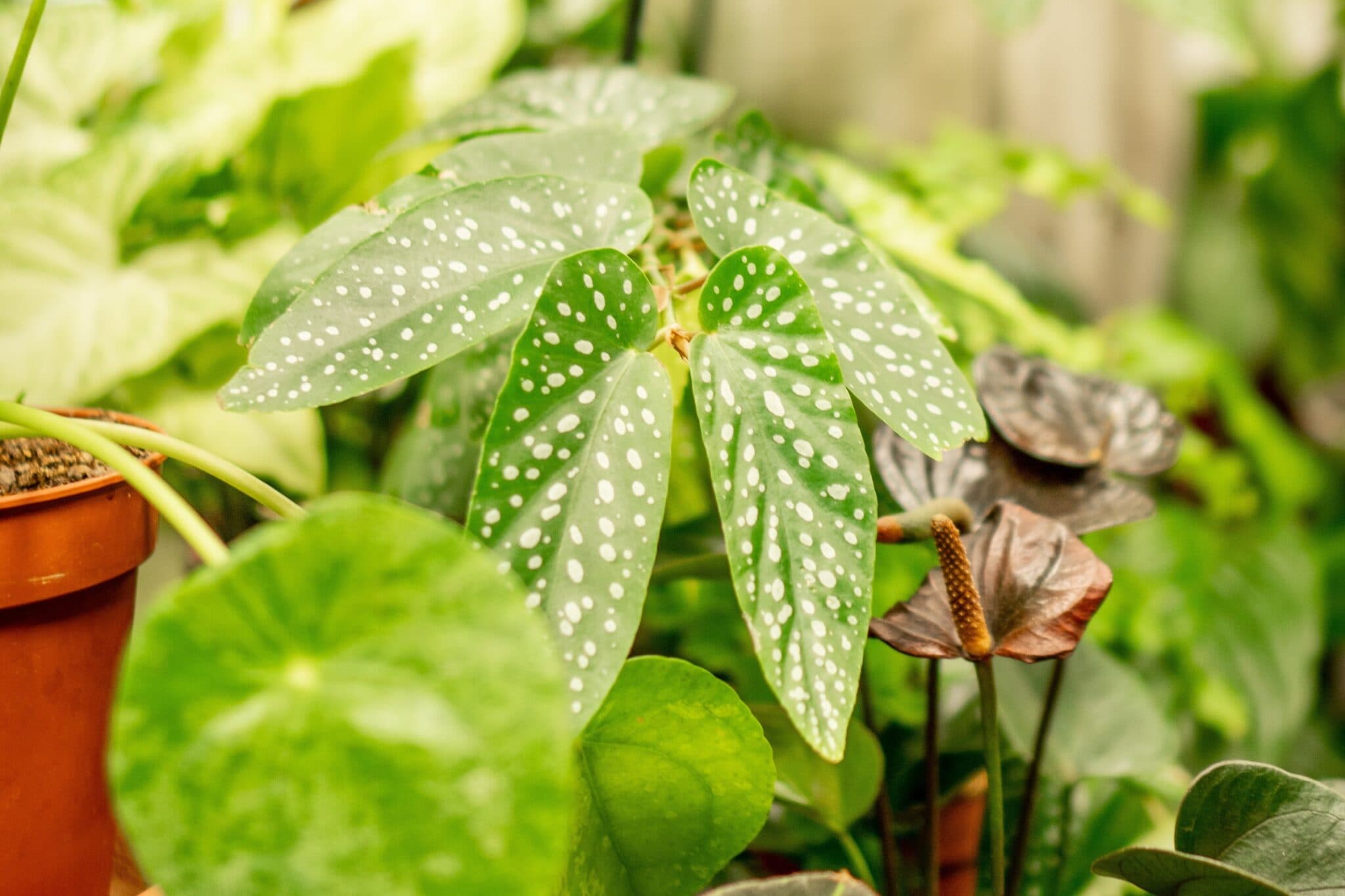 Spring Seasonal Color | Prewett, Read & Associates